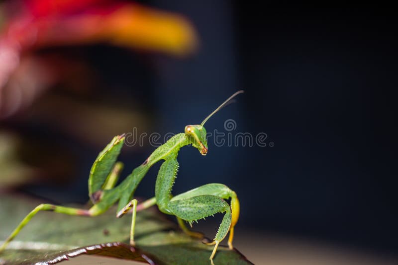Mantis Rezando En Hojas Verdes Imagen de archivo - Imagen de ...