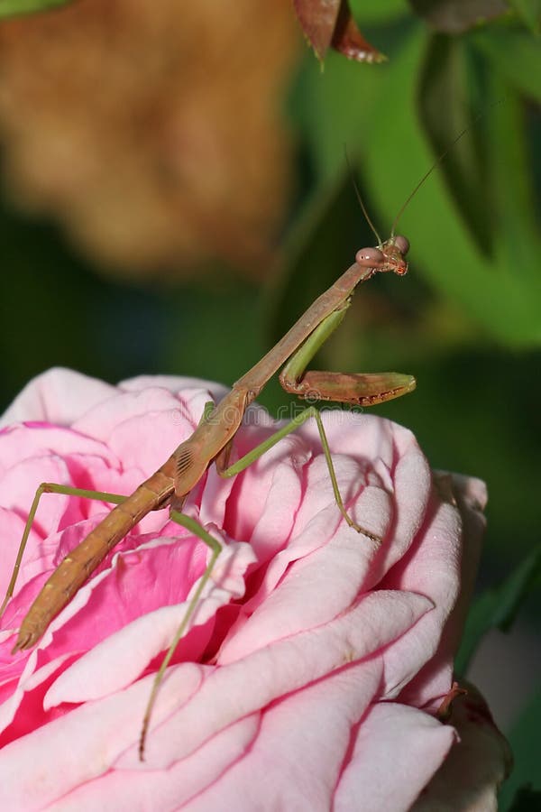 Mantis On Rose Picture. Image: 1299703