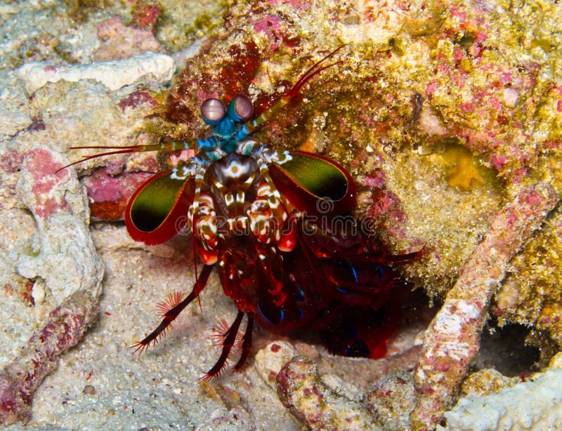 Mantis shrimp stock photo. Image of diving, beauty, aquarium - 32054792