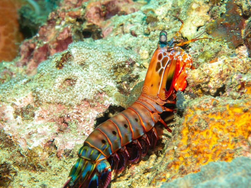 Mantis shrimp on the Coral stock image. Image of underwater - 147803787