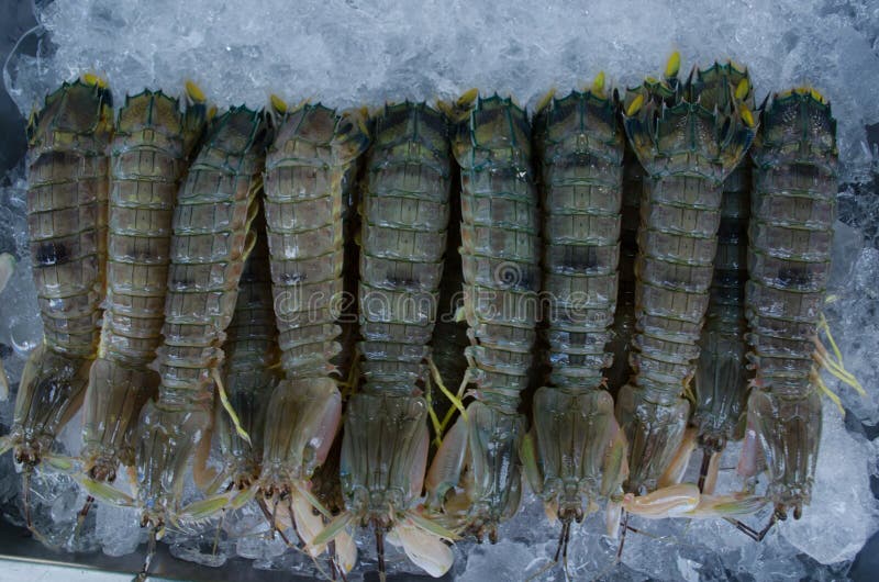 Mantis shrimp fresh food stock image. Image of menu, market - 92095913