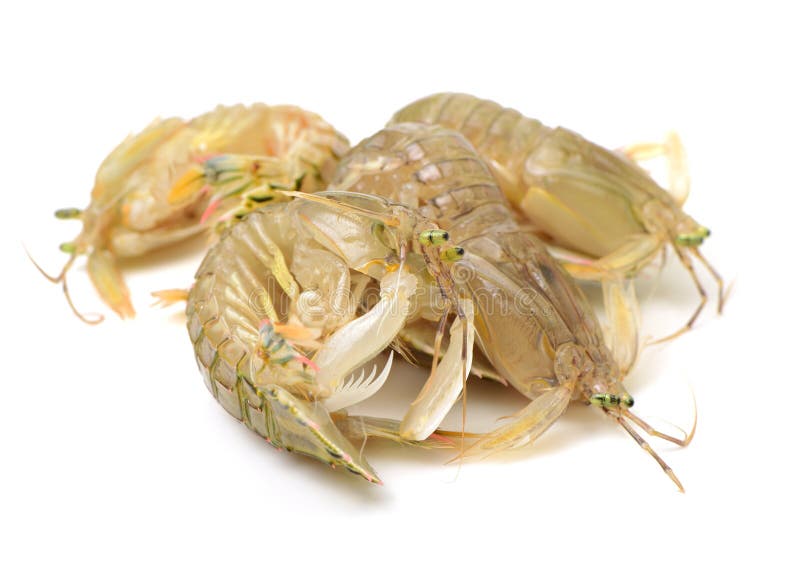 327 Mantis Shrimp Isolated Stock Photos - Free & Royalty-Free Stock ...
