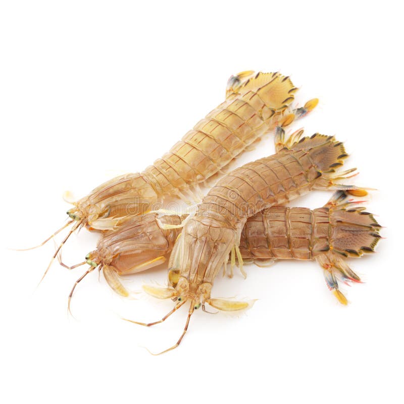 327 Mantis Shrimp Isolated Stock Photos - Free & Royalty-Free Stock ...