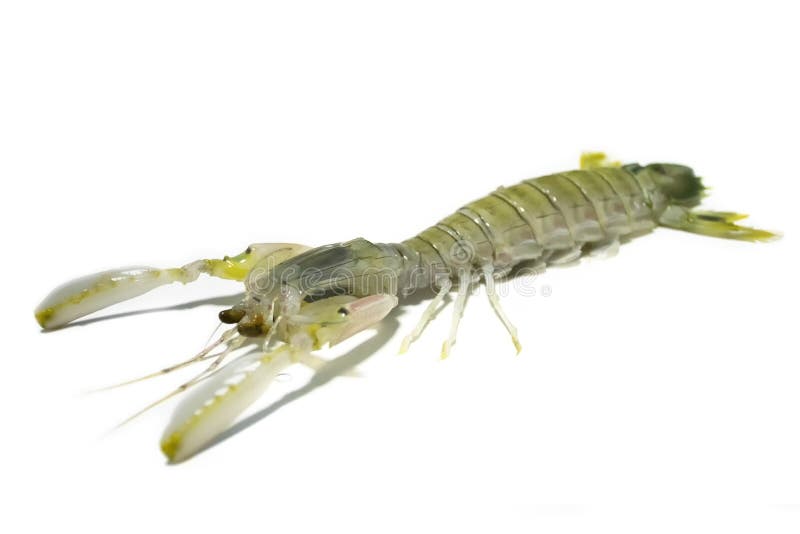 Shrimp Egg Side View 400x stock image. Image of ocean - 152966473