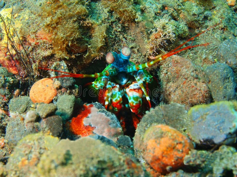 Mantis shrimp stock photo. Image of dive, tropic, ocean - 47269050
