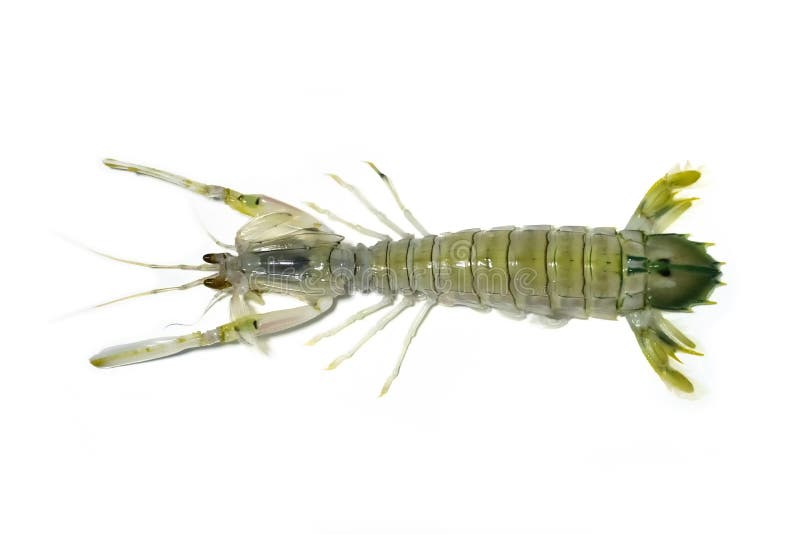 327 Mantis Shrimp Isolated Stock Photos - Free & Royalty-Free Stock ...