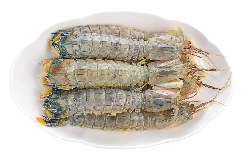 737 Mantis Shrimp White Stock Photos - Free & Royalty-Free Stock Photos ...