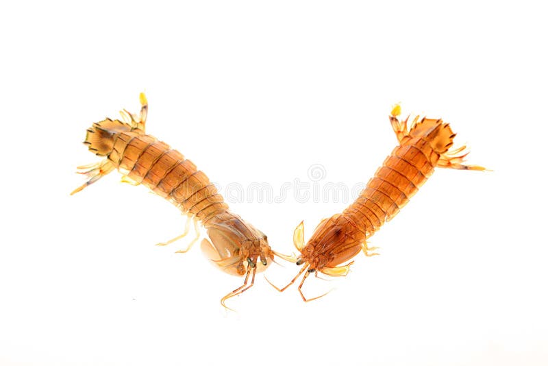 327 Mantis Shrimp Isolated Stock Photos - Free & Royalty-Free Stock ...