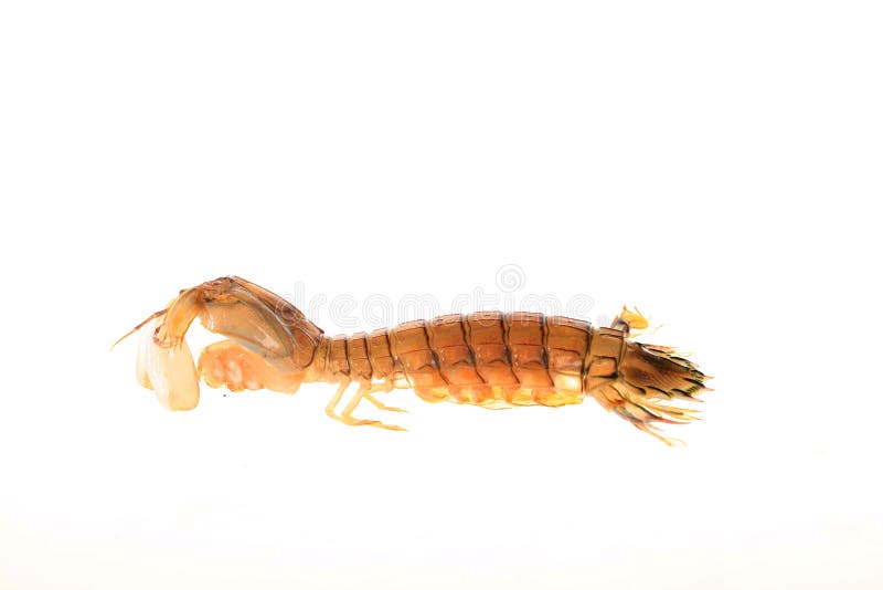 Mantis shrimp stock image. Image of claws, shellfish - 177290907