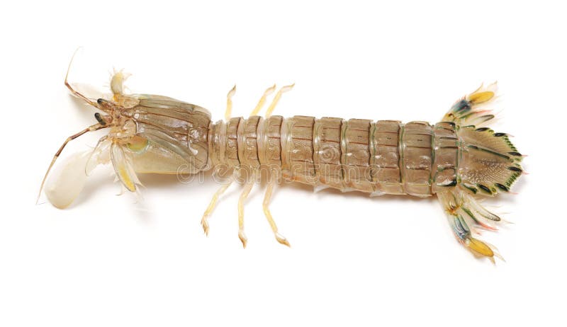 Mantis Shrimp stock image. Image of gourmet, animal, ingredient - 33588779