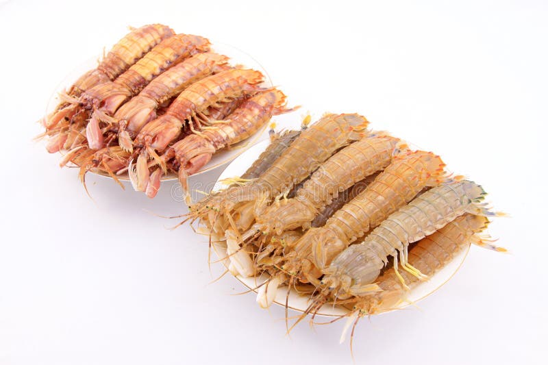 Mantis Shrimp on a White Background Stock Image - Image of healthy ...