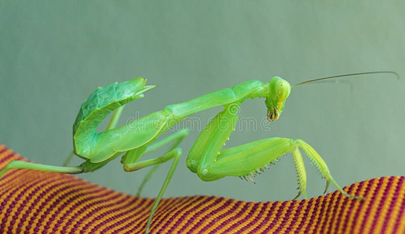 Mantis Sits on the Back of a Chair Stock Image - Image of indoors ...