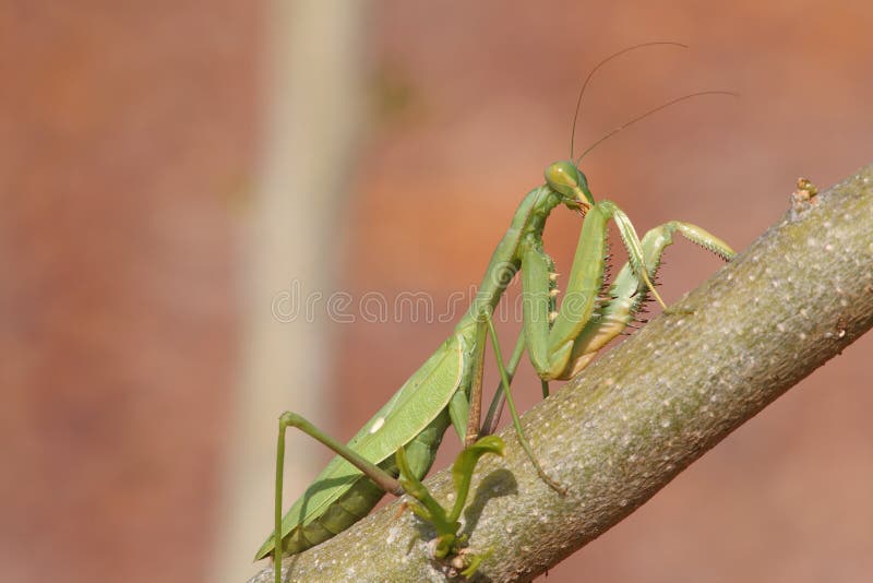 Mantis sits on a dry path stock photo. Image of corselet - 79529258