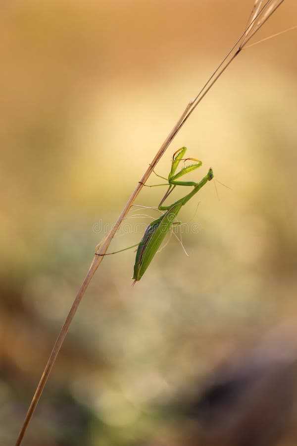 Mantis Sitting on a Dry Meadow Flower Growing on a Steppe Meadow with a ...