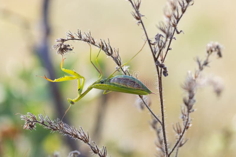 Mantis Sitting on a Dry Meadow Flower Growing on a Steppe Meadow with a ...