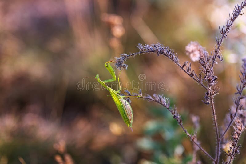 Mantis Sitting on a Dry Meadow Flower Growing on a Steppe Meadow with a ...