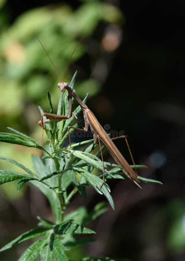 Mantis, Sitting on the Grass. Stock Image - Image of single, outdoor ...