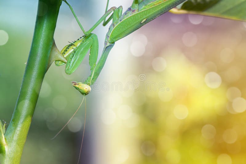 Mantis Sitting on the Green Stem. Sphodromantis Viridis in Wild Life ...