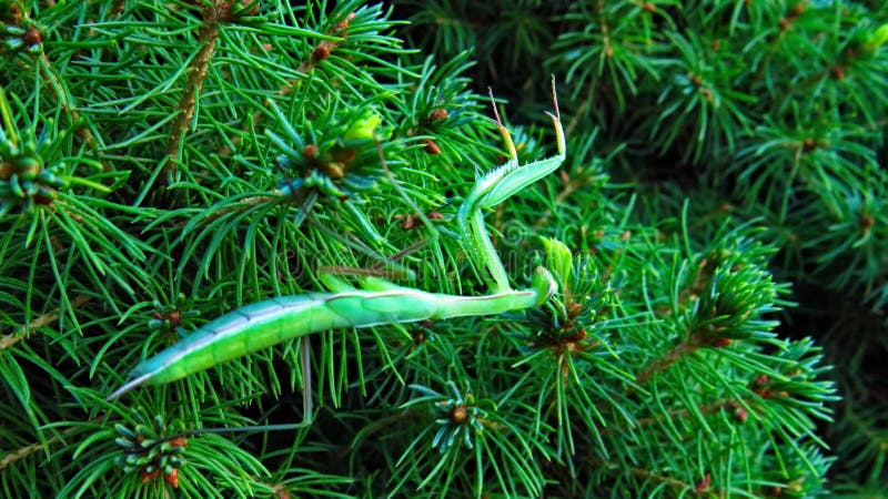 Mantis sitting on a thuja stock photo. Image of disguise - 154914156