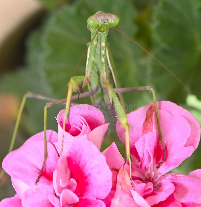 Mantis a Slender Predatory Insect Stock Image - Image of insect, macro ...