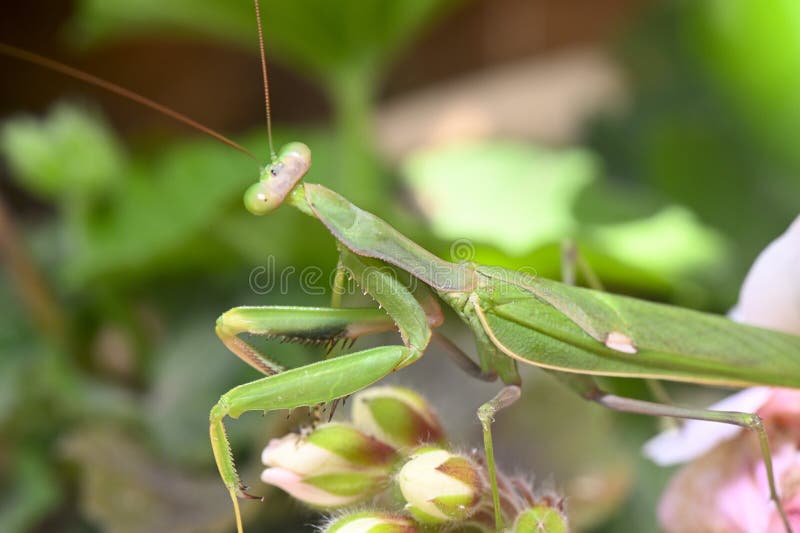 Mantis a Slender Predatory Insect Stock Image - Image of cockroach ...