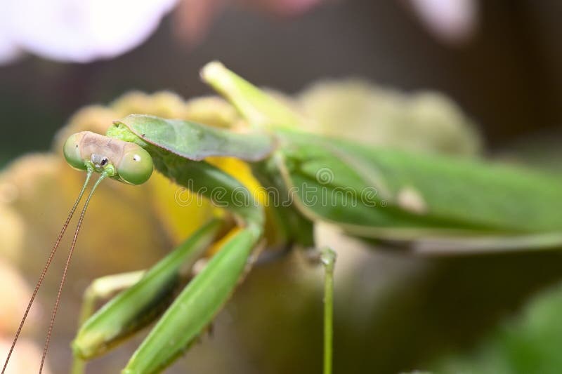 Mantis a Slender Predatory Insect Stock Photo - Image of predatory ...