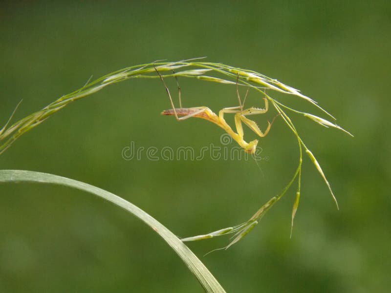 Mantis stock photo. Image of mantis, plant, small, flora - 99897484