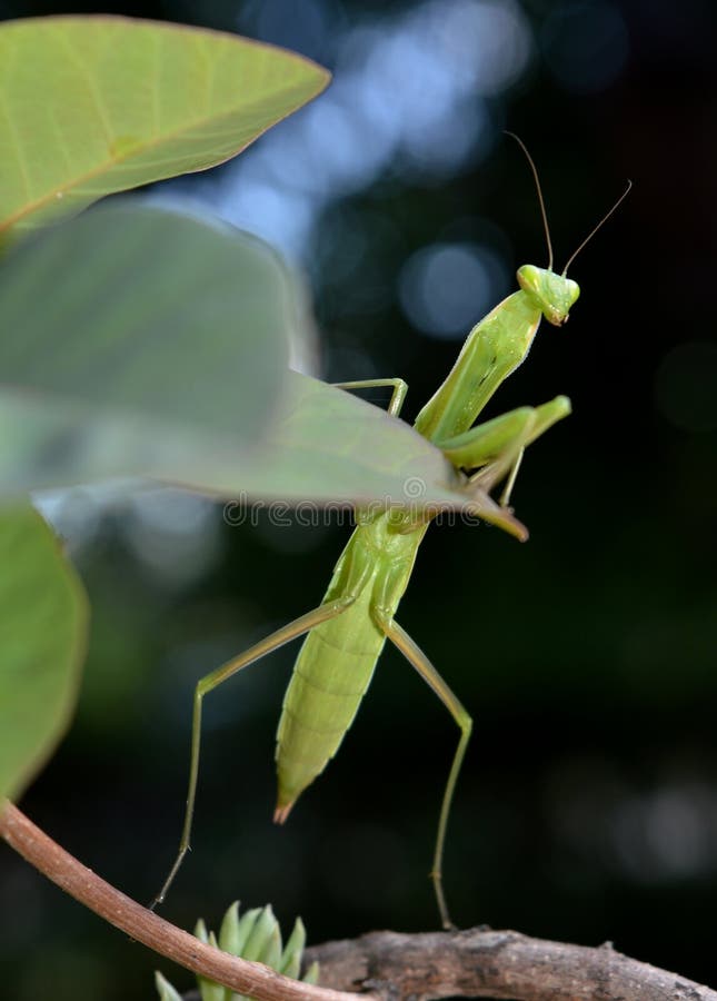 Mantis stock image. Image of plant, nature, animal, list - 99743359