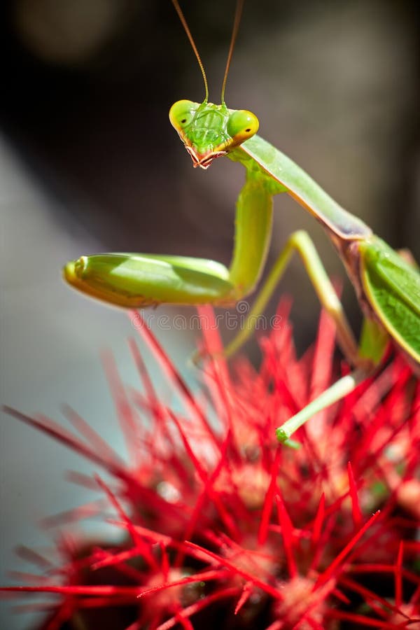 Mantis Sobre Flores Em Profundidade Superficial E Fechada Imagem de ...
