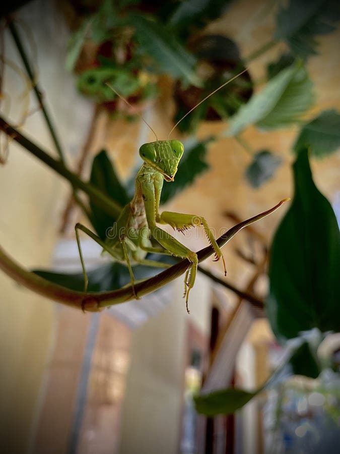 Mantis Standing on the Branch Stock Photo - Image of mantis, wildlife ...