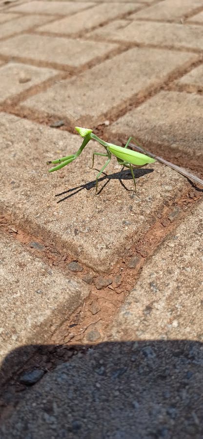 Mantis staring at me stock photo. Image of arthropod - 204106970
