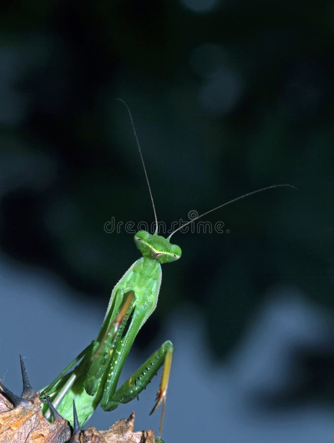 Mantis that Sword is always Hang Down Stock Photo - Image of staring ...