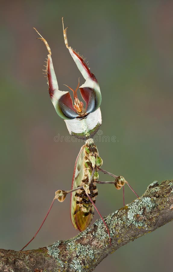 Mantis in a threat display stock image. Image of threat - 25286485