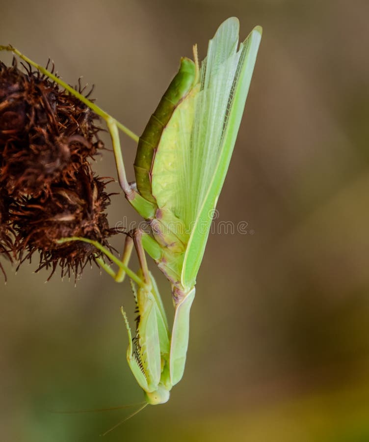 Mantis Mating stock image. Image of mating, life, mantis - 1390379