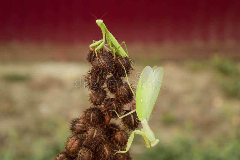 Mantis on the Tong. Mating Mantises. Mantis Insect Predator. Stock ...