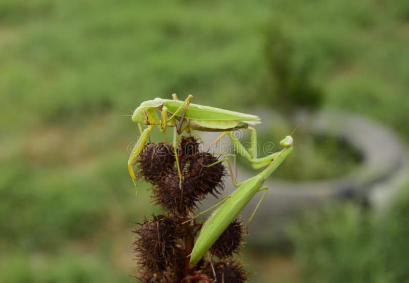 Mantis on the Tong. Mating Mantises. Mantis Insect Predator. Stock ...
