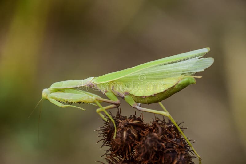 Mantis on the Tong. Mating Mantises. Mantis Insect Predator. Stock ...
