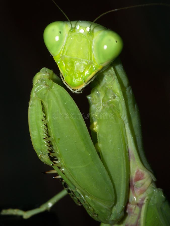 Mantis top stock image. Image of simple, antenna, wildlife - 13907531