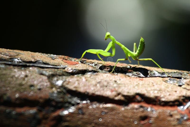 Mantis Tree Ready Hunting Stock Photos - Free & Royalty-Free Stock ...