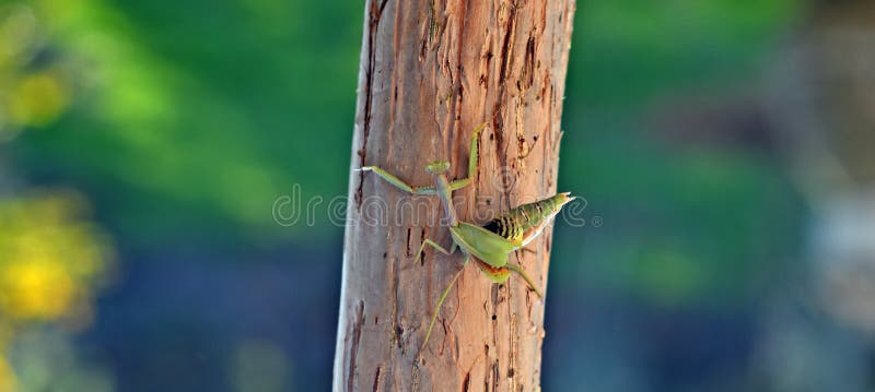A mantis on the tree trunk stock image. Image of mantis - 202303955