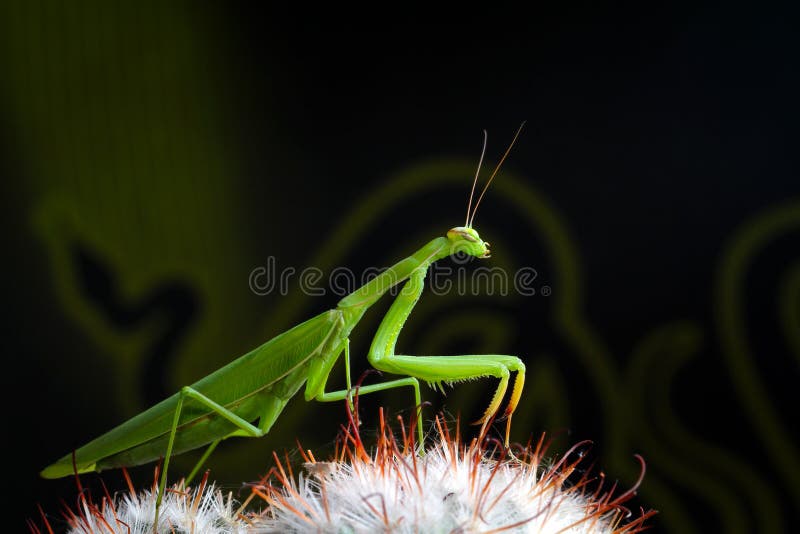 Mantis posture stock image. Image of insects, mantis - 149688601