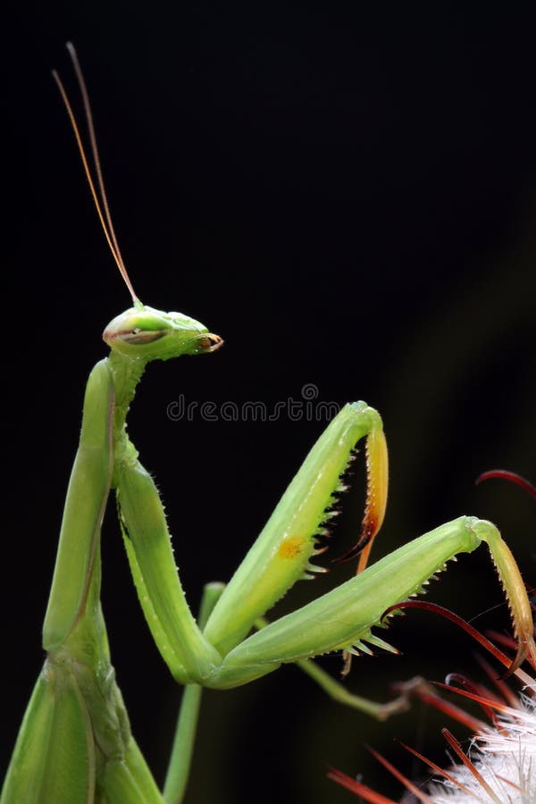 Mantis upper body features stock photo. Image of body - 149688256