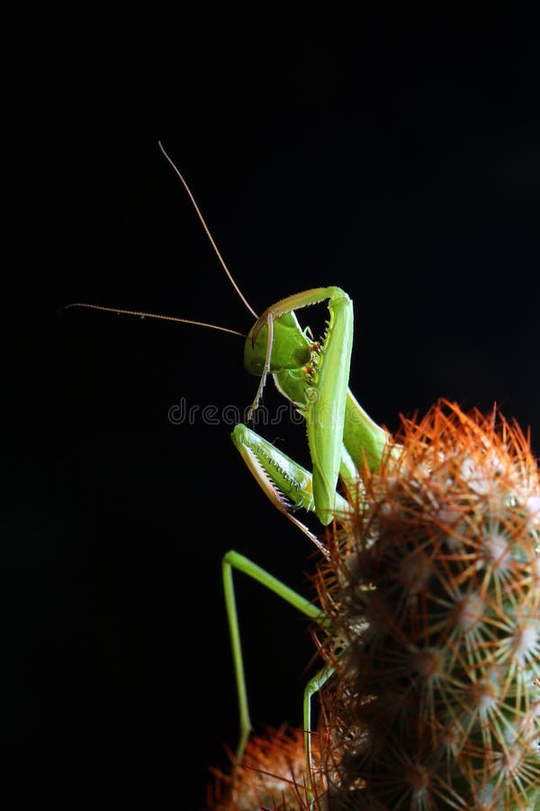 Naughty mantis face stock image. Image of looked, natural - 149690323