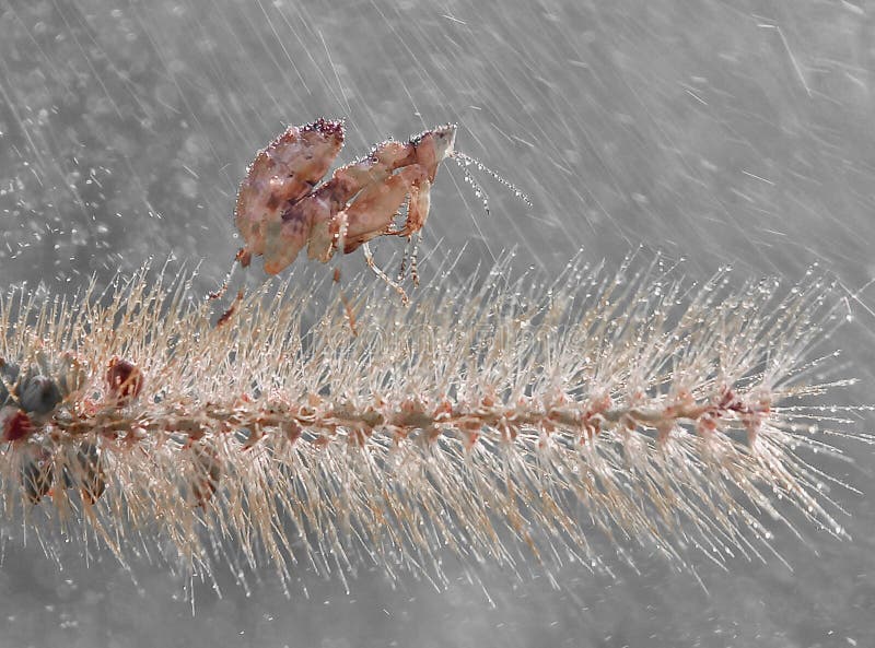 Mantis under the rain stock image. Image of frost, invertebrate - 185539731