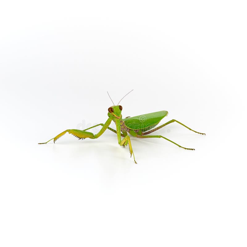 Mantis Verde Grande Sobre Fondo Blanco Imagen de archivo - Imagen de ...