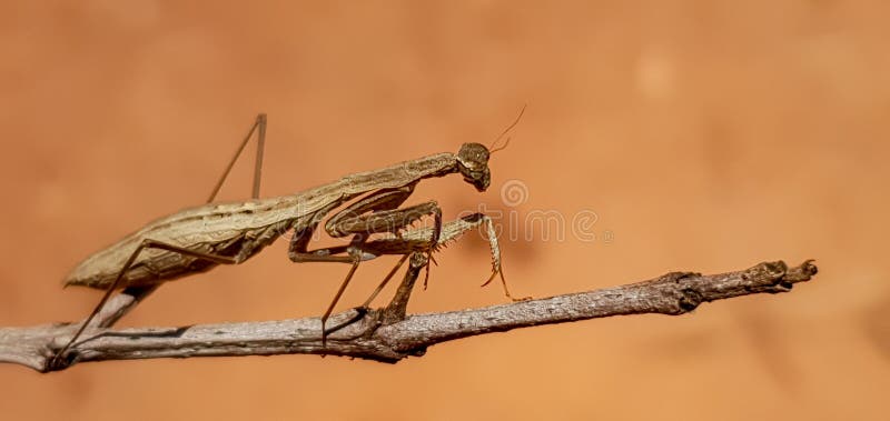 Mantis walking on a branch stock photo. Image of animal - 237681184