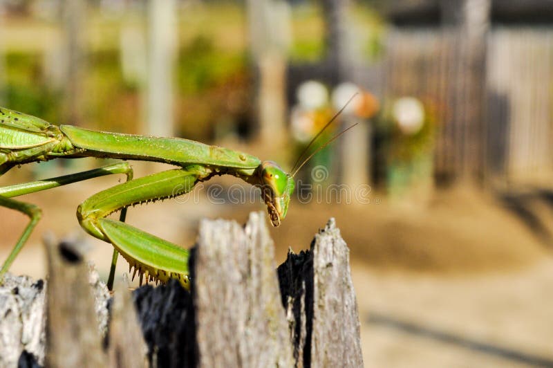 A Mantis Walking on a Broken Trunk of a Tree Stock Photo - Image of ...