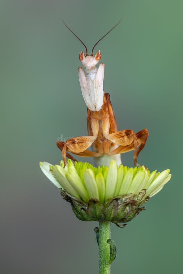 Walking Flower Mantis - Hymenopus Coronatus Stock Photo - Image of wild ...