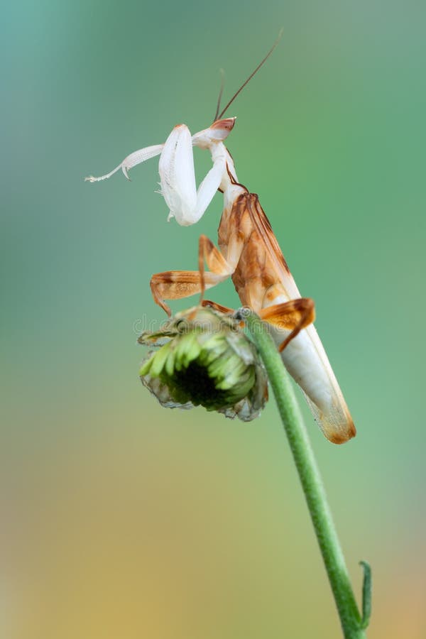 Mantis - Walking Flower Mantis Stock Image - Image of beetle, monster ...