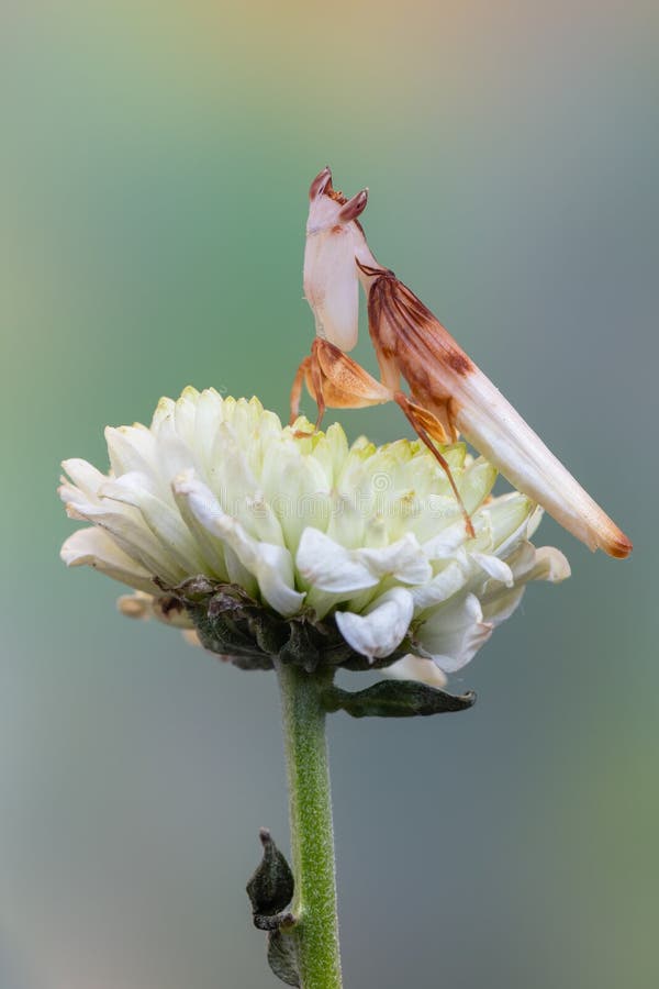 Mantis - Walking Flower Mantis Stock Image - Image of animal, nature ...